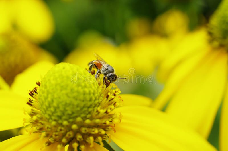 Bee on yellow flower stock image. Image of detail, yellow - 36683063