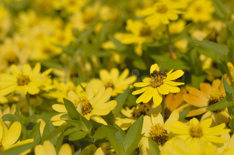 Bee on a Yellow Flower, Yellow Garden, Bee Working Stock Photo - Image ...