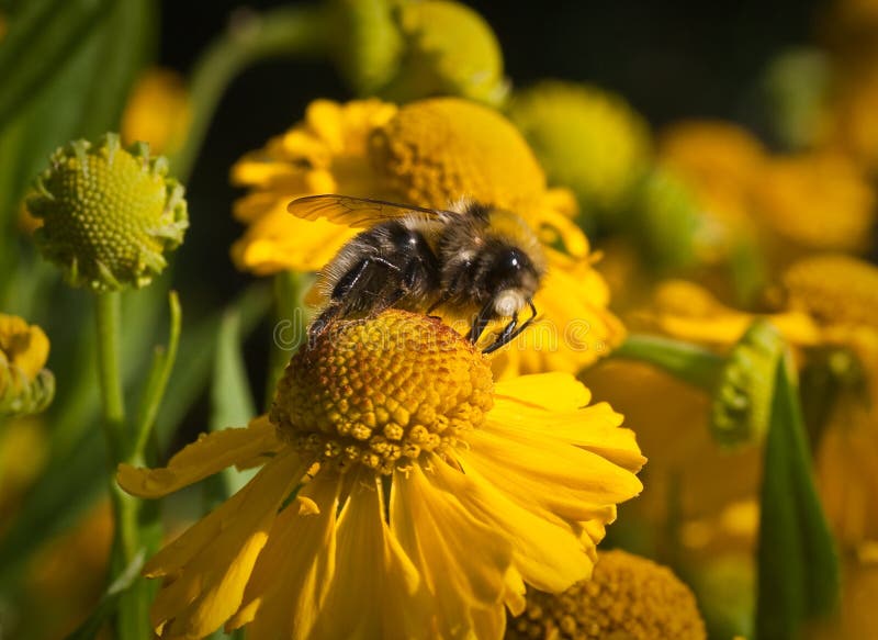Bee On A Yellow Flower Helenium Picture. Image: 23636215