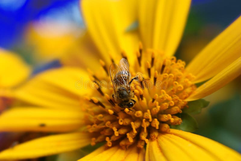 Bee on yellow flower stock photo. Image of dream, contact - 93548000