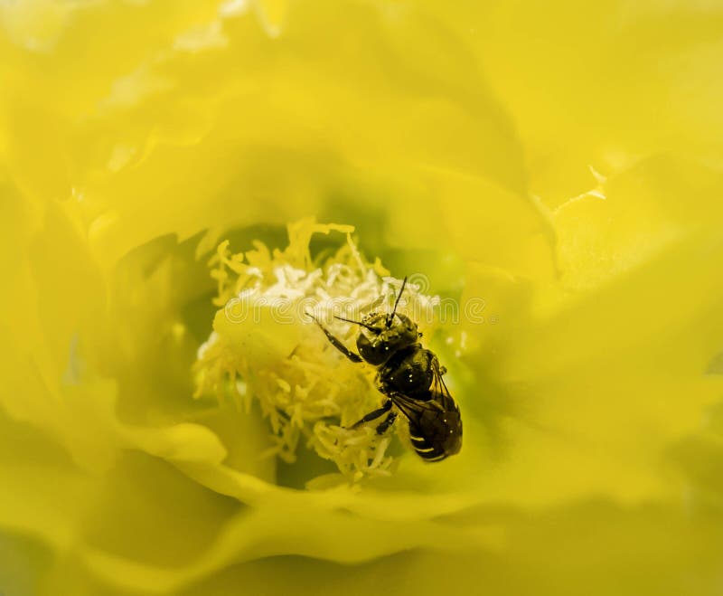 Bee on yellow flower stock photo. Image of closeup, flora - 110649644