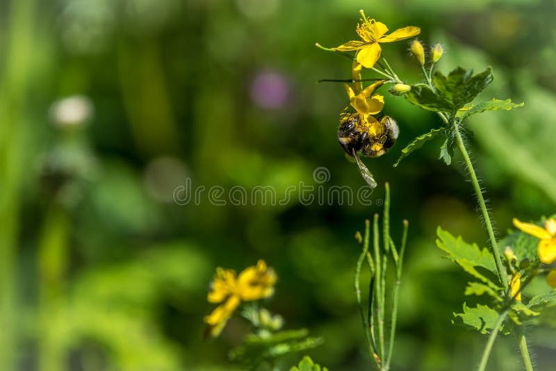 Bee on yellow flower stock image. Image of macro, colours - 61507295