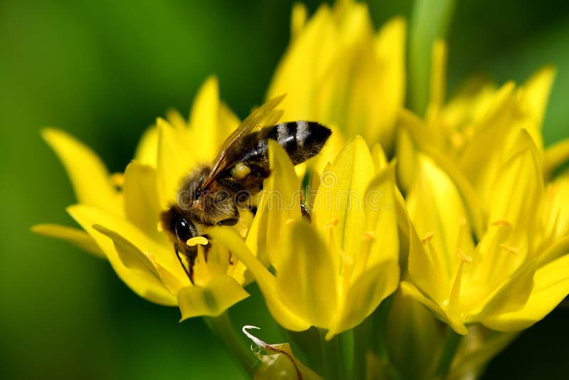 Bee on yellow flower stock image. Image of background - 221728923