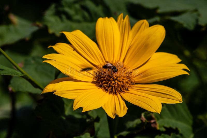 Bee on a yellow flower stock image. Image of flower - 175878487