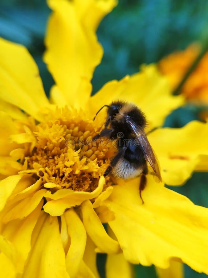 Bee on yellow flower editorial photography. Image of spring - 200024547