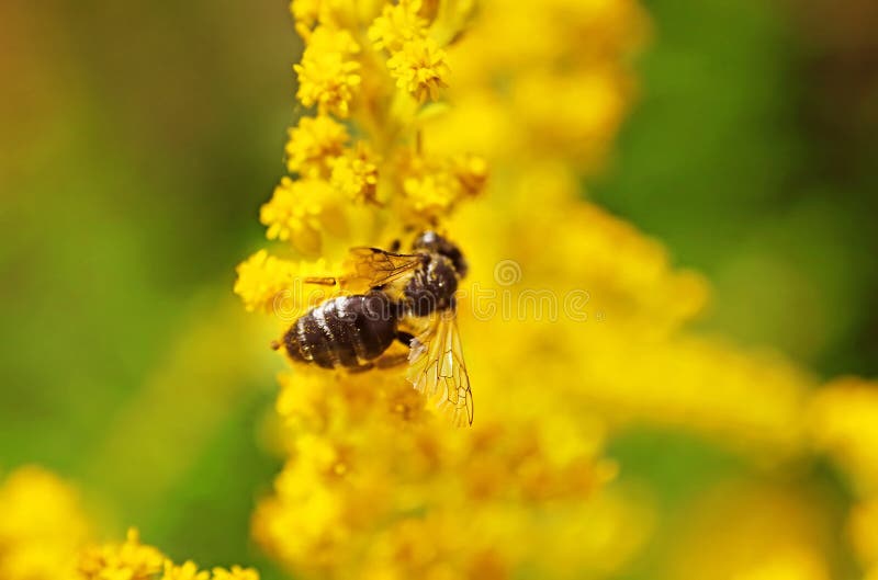 Bee on the yellow flower stock photo. Image of flower - 99386740