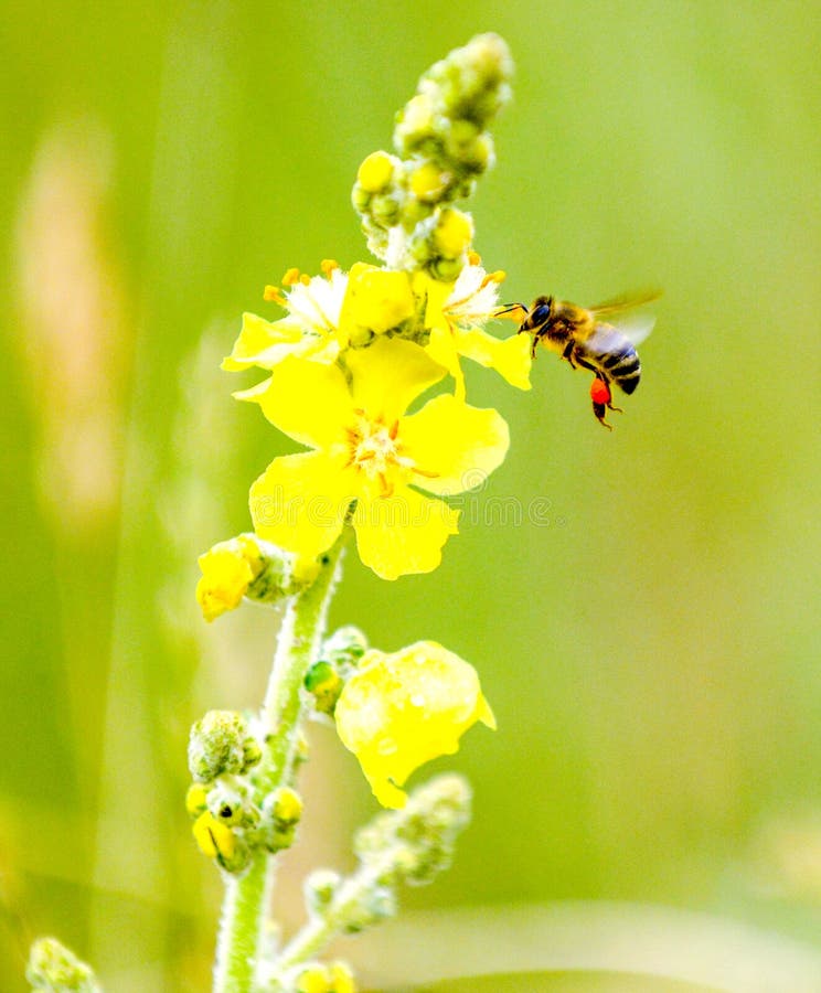 Bee on Yellow Flower of a Wild Plant Stock Image - Image of blossom ...