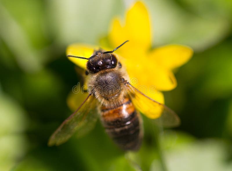 Bee on yellow flower. stock photo. Image of nectar, season - 125445188