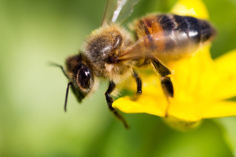 Bee on yellow flower stock image. Image of beautiful - 171761965
