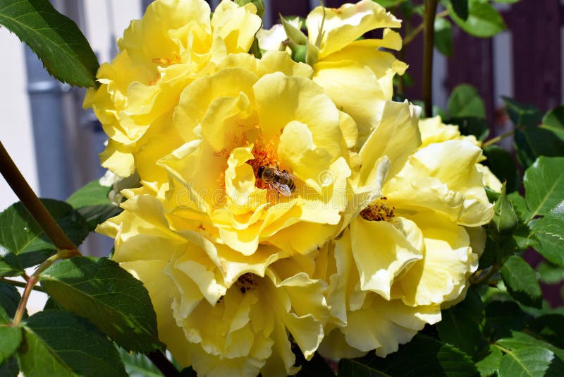 Bee on yellow rose flower stock photo. Image of close - 283613256