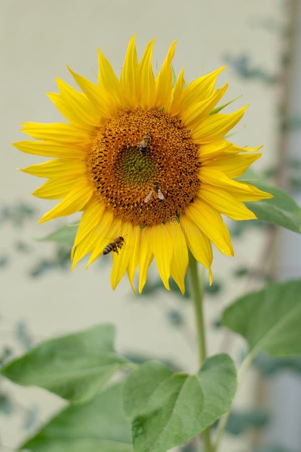 Bee in yellow sunflower stock photo. Image of season - 359652594