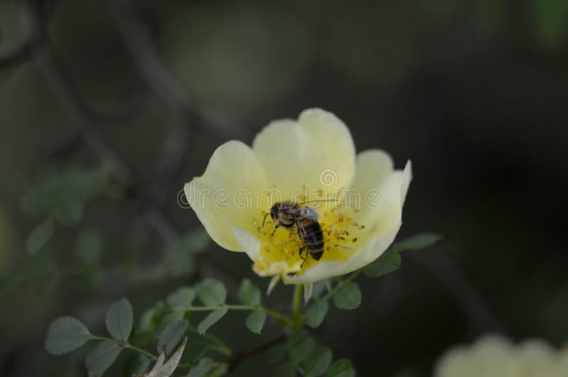 Bee on a Yellow Wild Rose Flower Close Up, Bee Working Stock Photo ...
