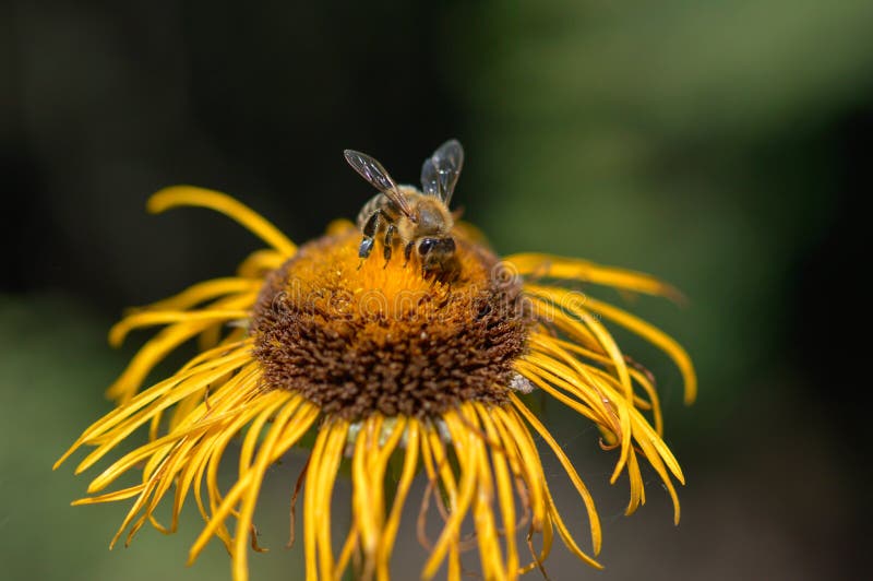 Bee on a yellow wildflower stock image. Image of wild - 154801069