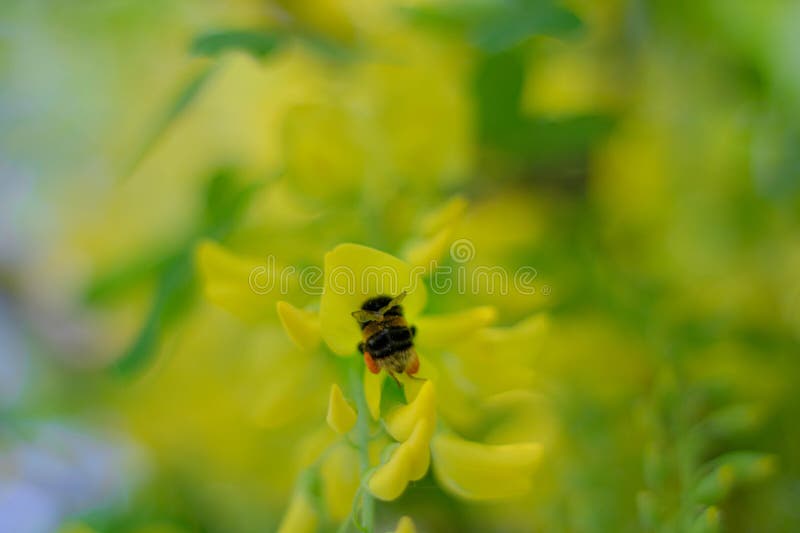 Bee on Yellow Wisteria Flower with Blurred Background in Extra Close Up ...