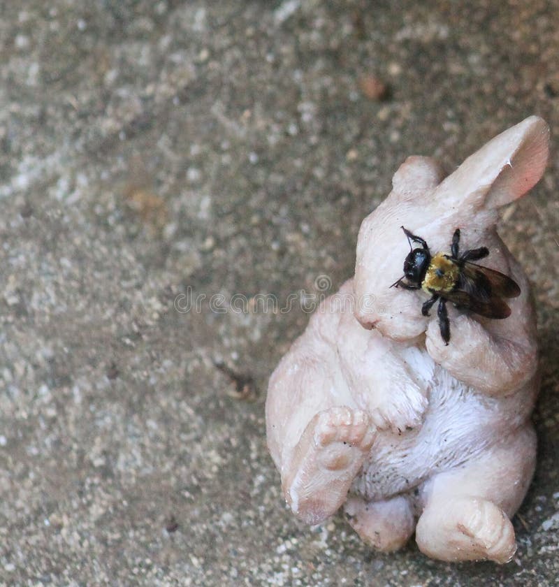 Bee in your ear? stock image. Image of apidae, buzzing - 57452033