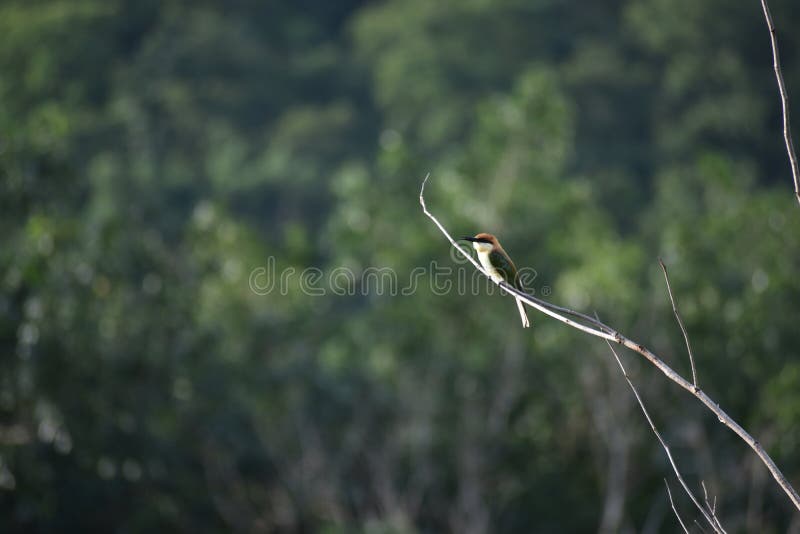 Bird alone, indian bird stock photo. Image of birdsn - 152486254
