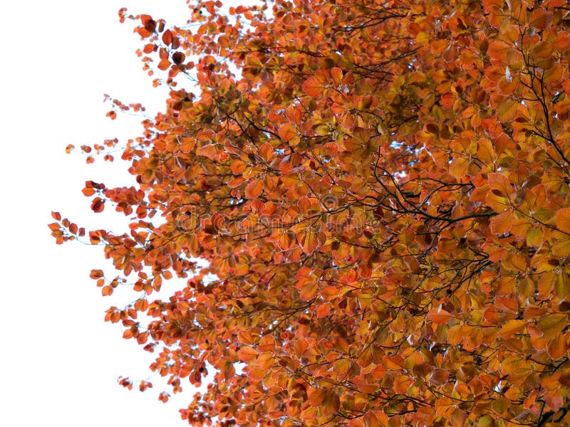 Beech stock image. Image of foliage, leaves, beech, tree - 14234537