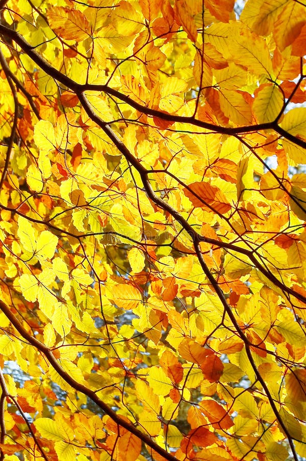 Beech stock photo. Image of autumn, beech, november, forest - 6635894