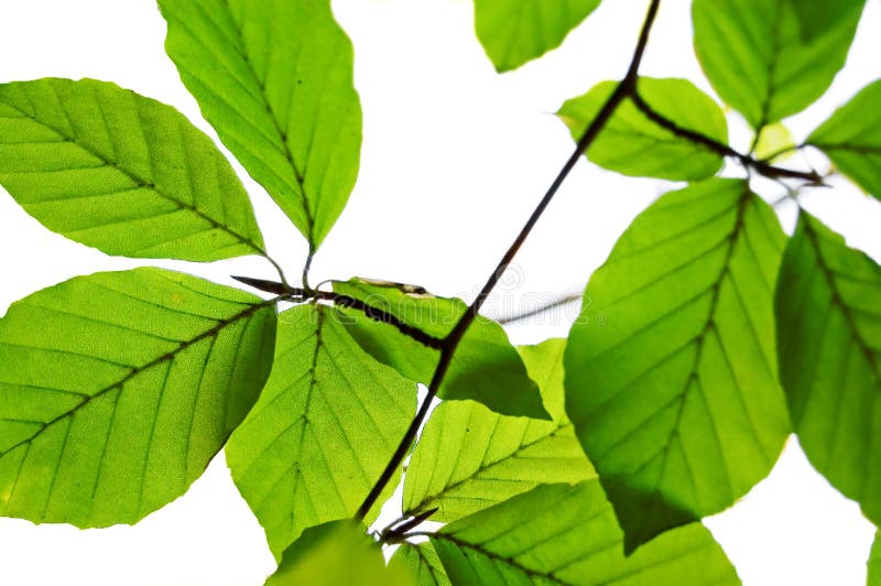 Beech stock image. Image of green, summer, backgrounds - 6713201