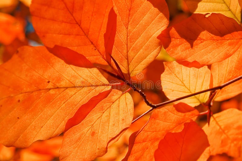 Beech stock photo. Image of plant, tree, color, closeup - 6796482