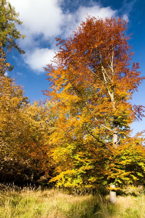 Beech in autumn colors stock image. Image of flora, fall - 34655281
