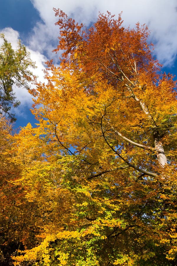 Beech in autumn colors stock image. Image of twig, flora - 34655473