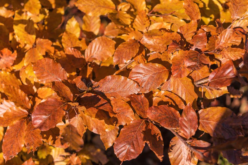 Beech autumn forest stock photo. Image of beech, colors - 3198118