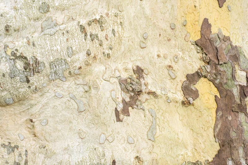 Beech Bark, Beautiful Colors and Texture Stock Photo - Image of ...