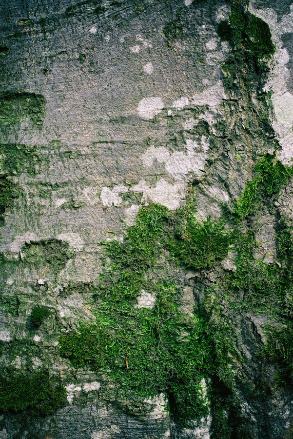 Beech Bark Texture with Green Moss at the Roots Stock Image - Image of ...