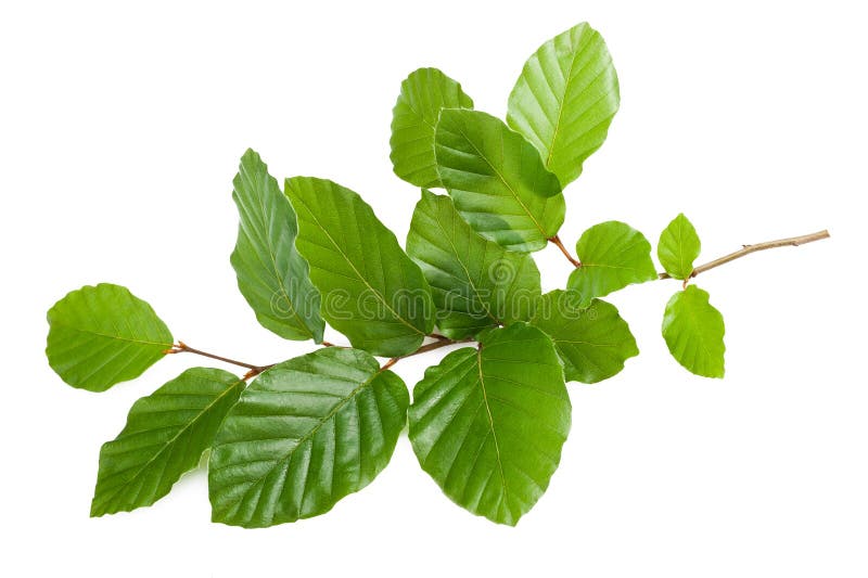 Beech brunch stock image. Image of leaf, garden, nature - 20000419