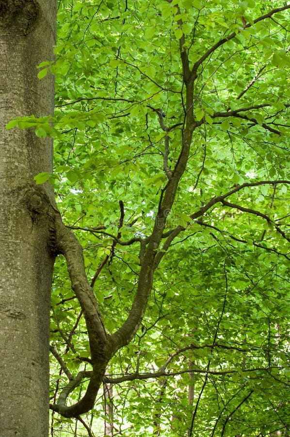 Beech branch in the forest stock image. Image of garden - 115059807