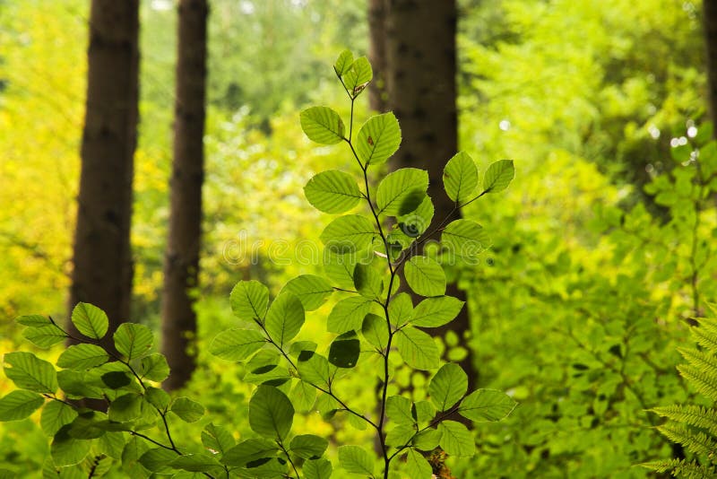 Beech branch stock photo. Image of tiny, deciduous, nature - 78660768