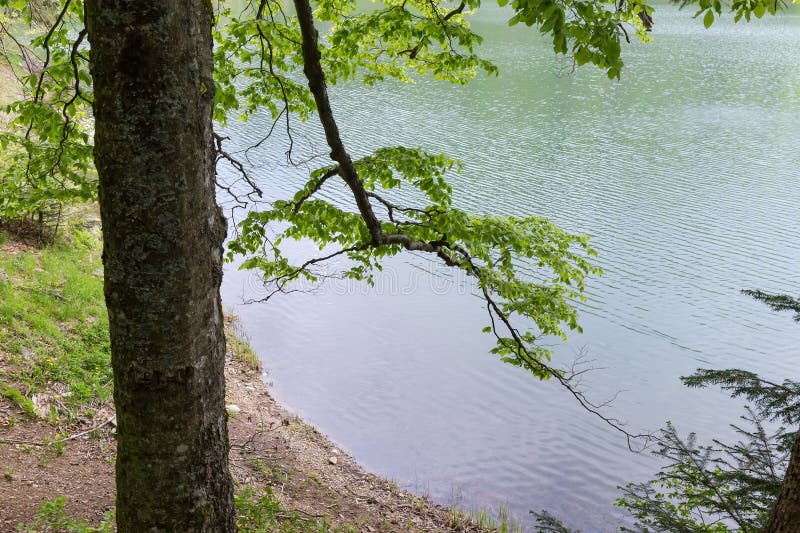 Beech Branches Above the Water Surface of the Mountain Lake Stock Photo ...