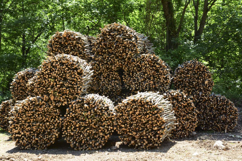 Beech Branches stock image. Image of trees, fagus, tree - 29386293