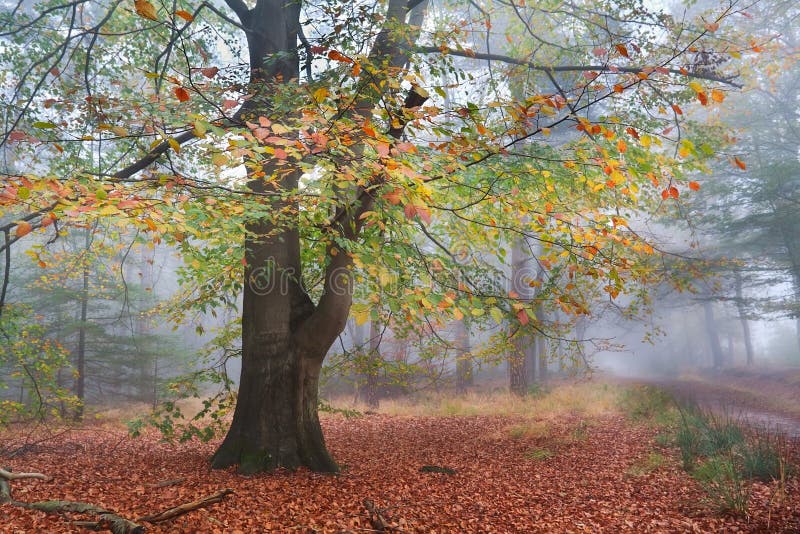 Misty Autumn Street in a City Park Stock Photo - Image of freshness ...