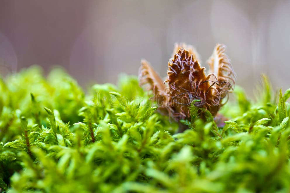 Beech cone closeup stock image. Image of tree, beech - 70848129