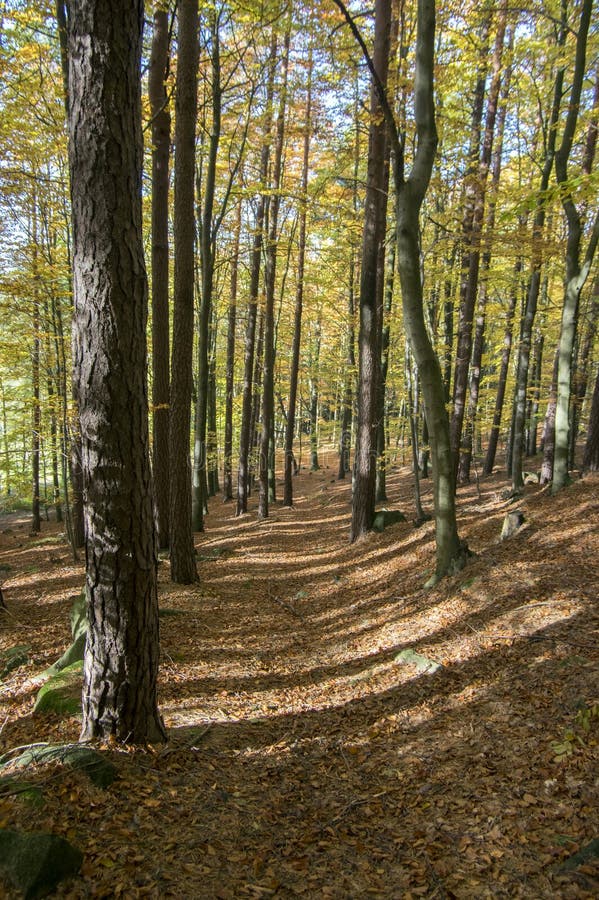 Beech Deciduous Forest during Autumn Sunny Day, Leaves Vibrant Colors ...