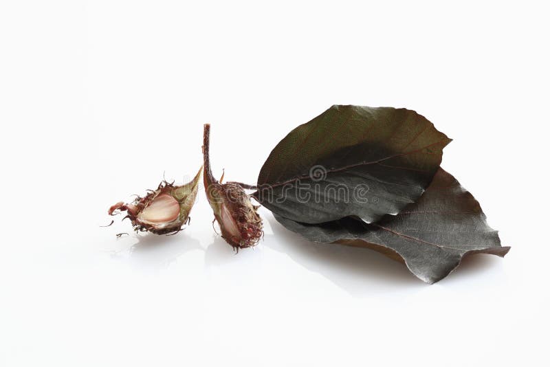 Beech (Fagus) Leaves and Nut Stock Image - Image of seed, edible: 50484295