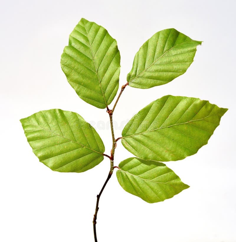 Beech, Fagus, sylvatica stock photo. Image of medicinal - 212557074