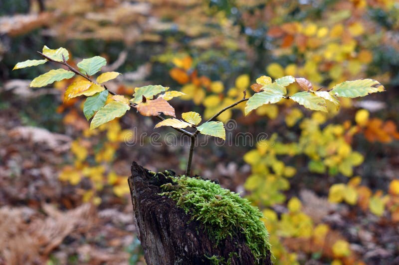 A Beech (Fagus Sylvatica) with Fall Colors Grows on a Dry Trunk Stock ...