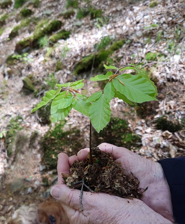 Fagus Sylvatica Sapling Stock Photos - Free & Royalty-Free Stock Photos ...