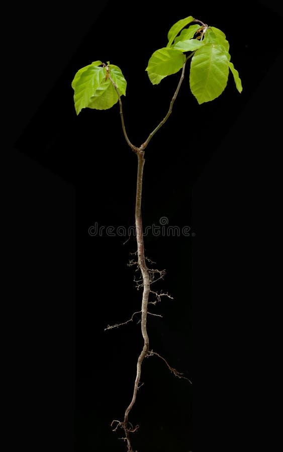 Fagus Sylvatica Sapling Stock Photos - Free & Royalty-Free Stock Photos ...