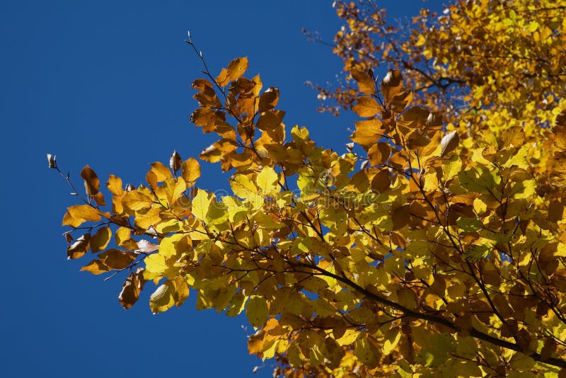 Beech in the fall stock photo. Image of tree, autumn - 152671728
