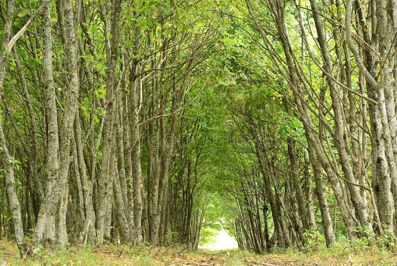 Beech forest stock image. Image of thicket, leaf, landscape - 11161553