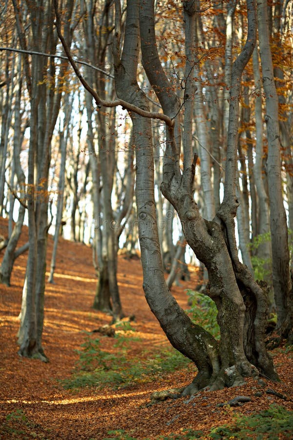 Beech forest stock photo. Image of colorful, nature, tree - 11671524