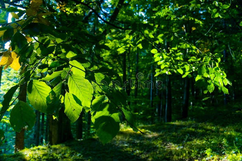 Beech Forest stock image. Image of foliage, trunk, sunny - 2156601
