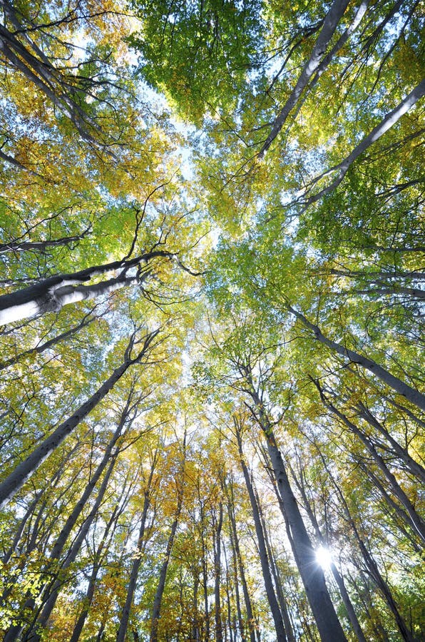 Red Pine Forest Looking Up stock photo. Image of tree - 32829570