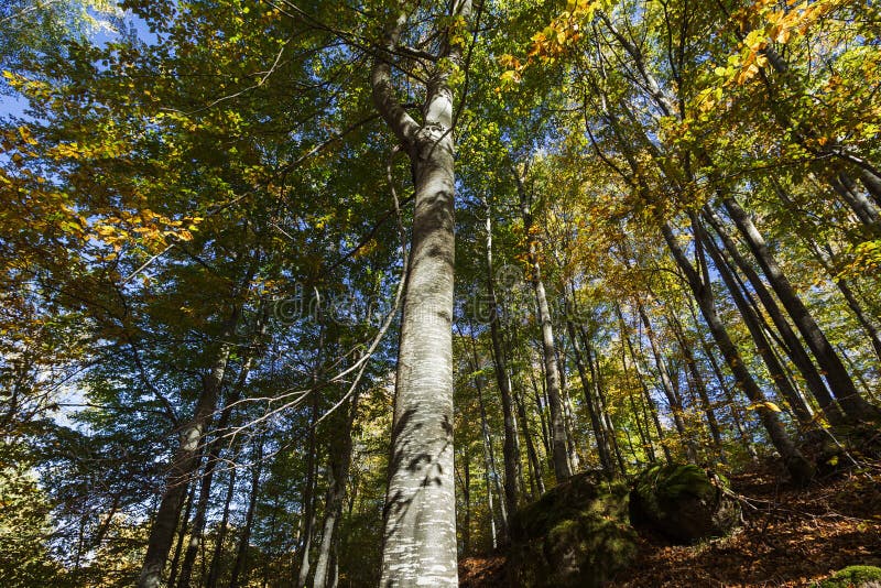 Beech Forest stock photo. Image of peace, gold, relax - 28510696