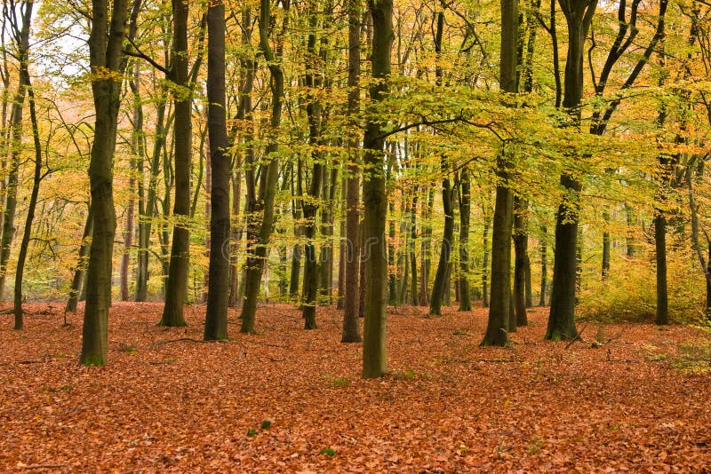 Beech forest in autumn stock photo. Image of beechen, leaf - 6554140