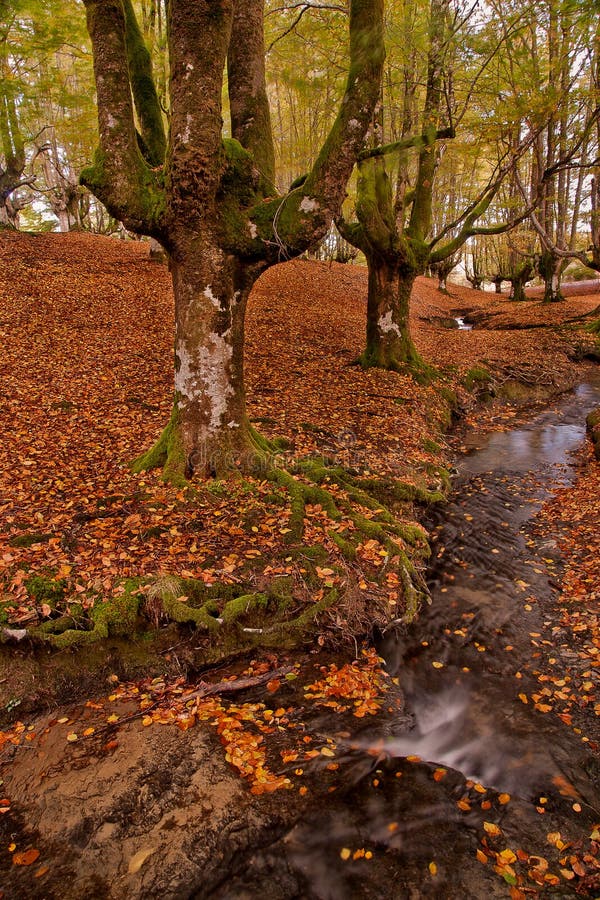 Beech forest in the autumn stock photo. Image of forest - 27617874
